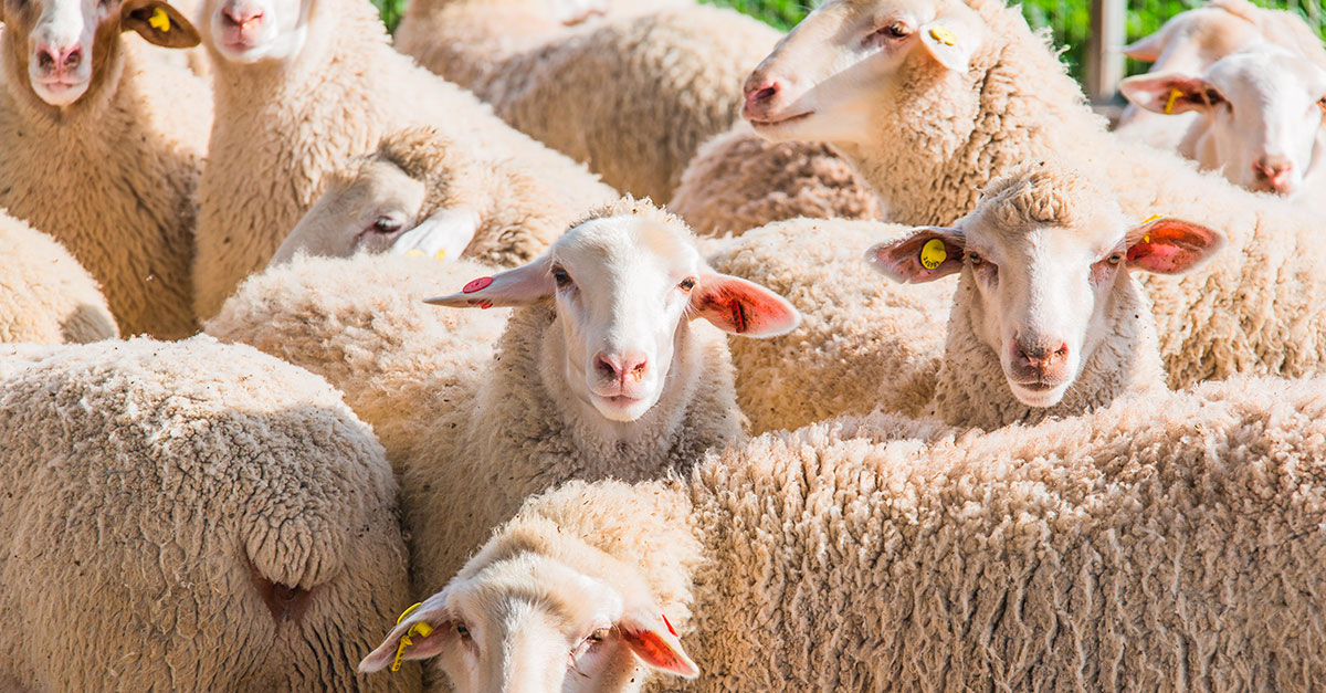 Interview with an expert on the importance of necropsy in the diagnosis ...