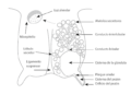 Ubres de ovejas y cabras: Introducción a la anatomía y fisiología