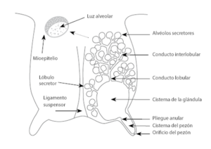 Ubres de ovejas y cabras: Introducción a la anatomía y fisiología