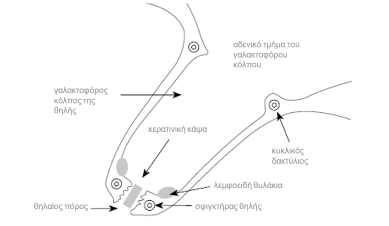 ΒΑΣΙΚΑ ΣΤΟΙΧΕΙΑ ΤΟΥ ΜΑΣΤΟΥ: Πώς λειτουργεί; | Small Ruminants