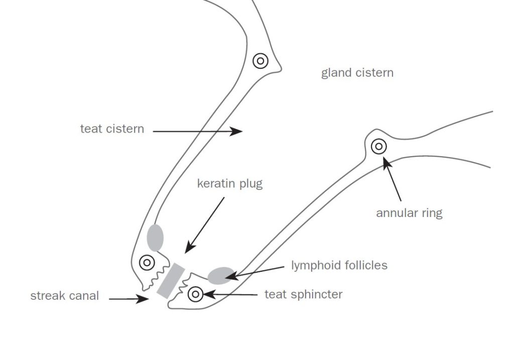 Sheep and goat udders: understanding the basics of anatomy & physiology