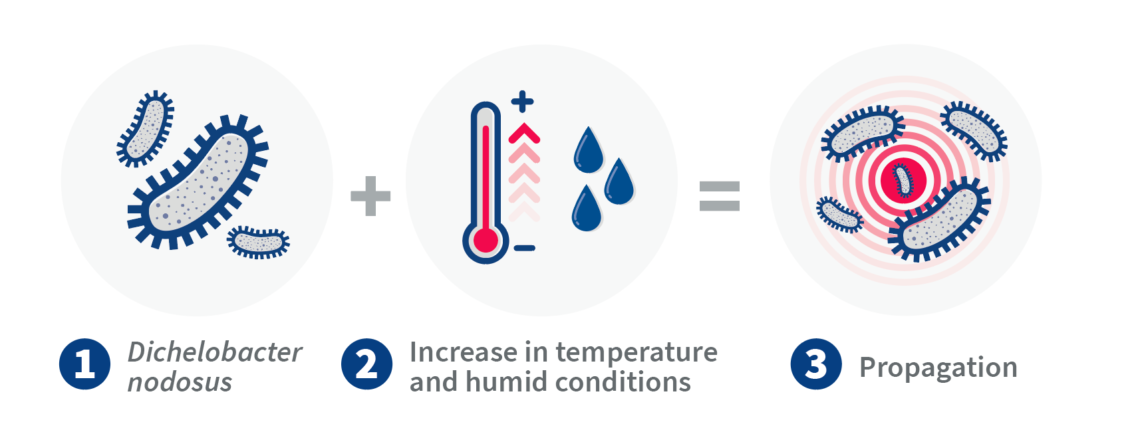 Infectious ovine pododermatitis: an old acquaintance not to be forgotten