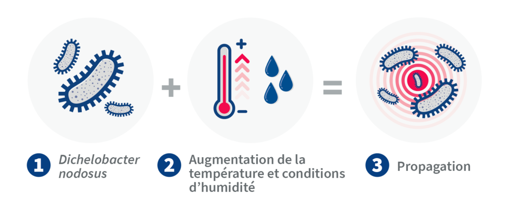 Pododermatite infectieuse: un problème grave pour les exploitations