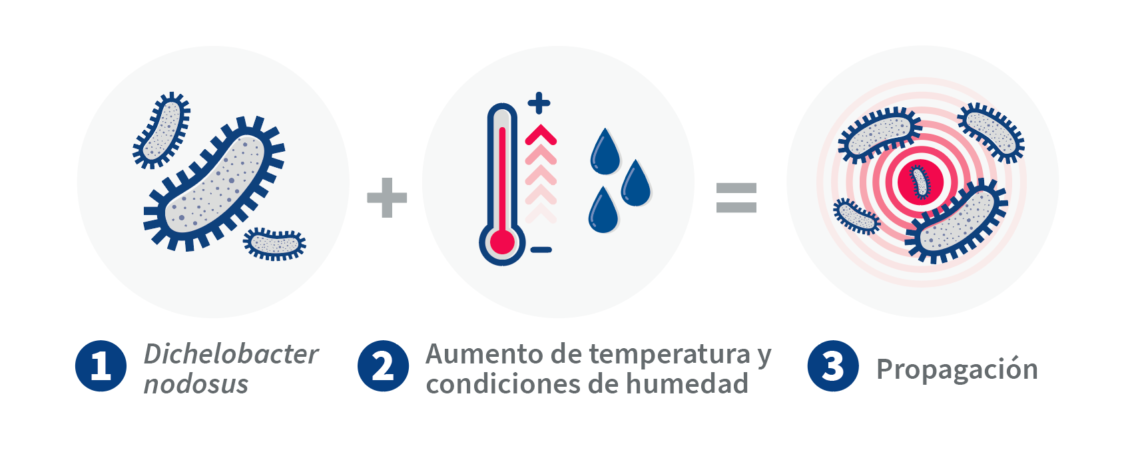 Pododermatitis infecciosa ovina: un grave problema en la explotación