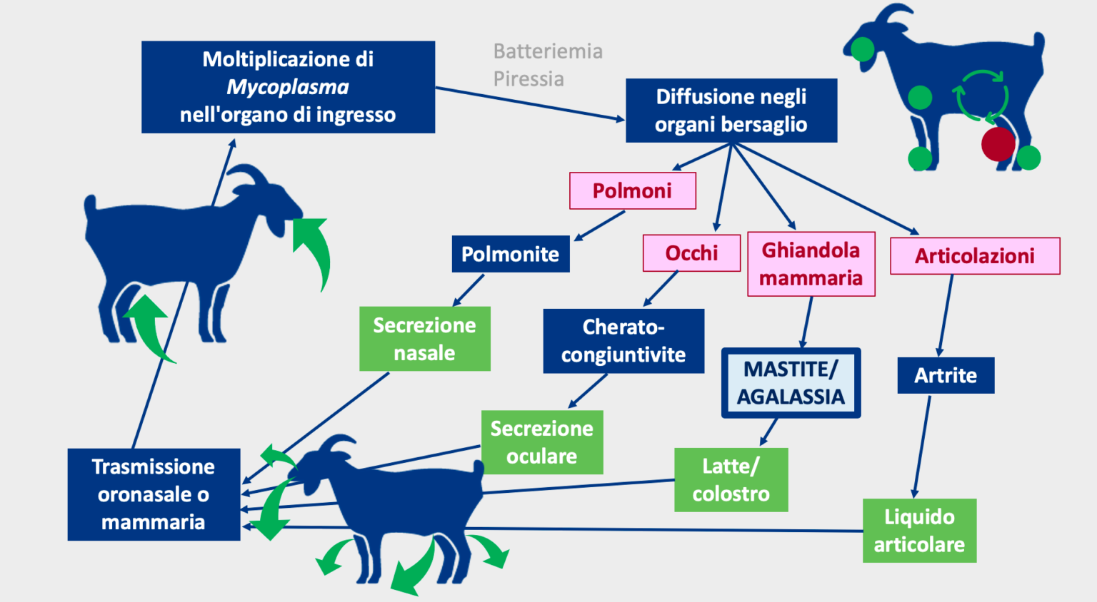 Agalassia contagiosa: caratteristiche della malattia