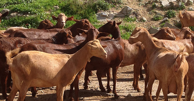 Contagious agalactia: characteristics of the disease