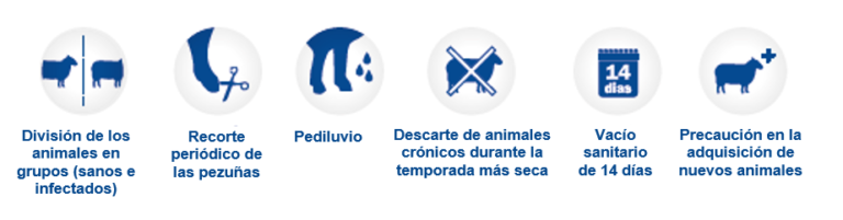 Pietín: Control y prevención de la pododermatitis infecciosa ovina
