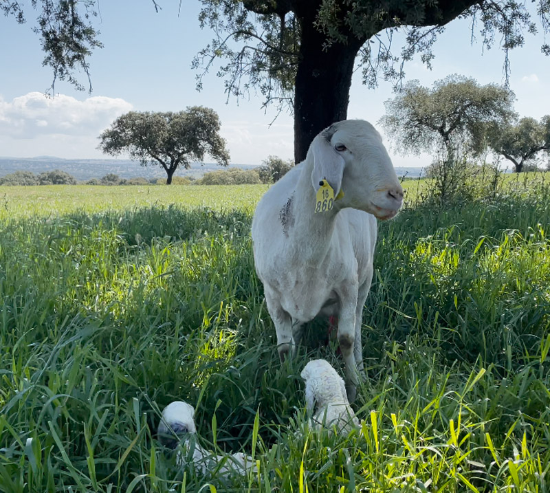 Prevalence studies of Chlamydia abortus in Canada