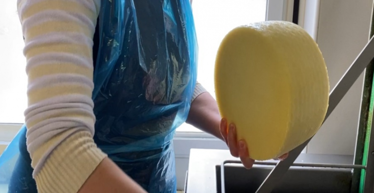 Milk quality affects cheese production: Somatic cells