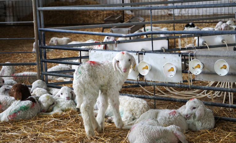Main pathologies in the first days of life of lambs and kids