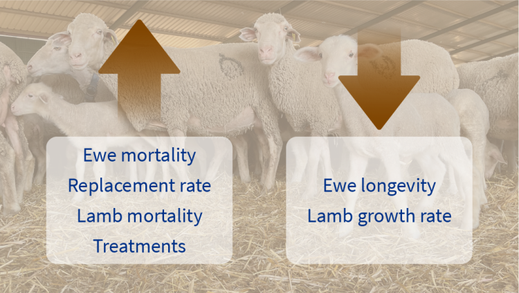 Mastitis is a disease with a high prevalence in meat sheep