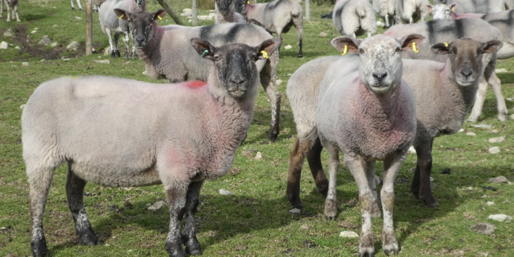 Mastitis is a disease with a high prevalence in meat sheep