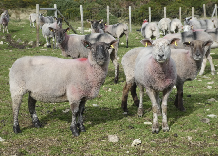 Mastitis Treatment in Goats and Sheep | Small Ruminants