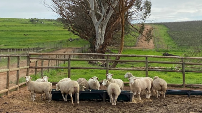 Sanitary and management practices during the breeding season