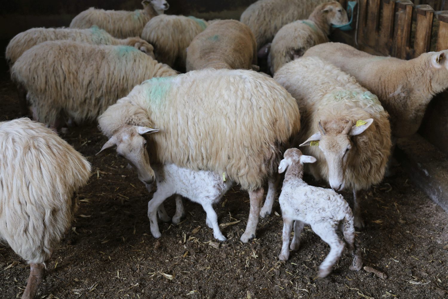 Chlamydia abortus, main pathogen causing abortion in sheep in the UK