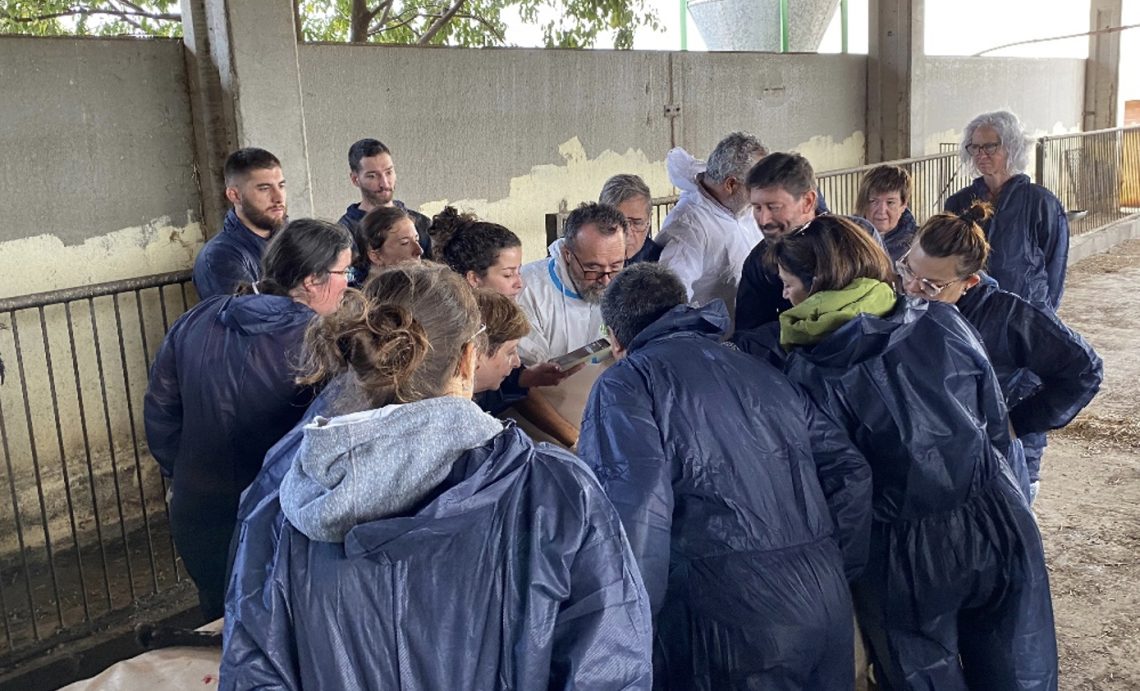 Interview with an expert on the importance of necropsy in sheep and goats