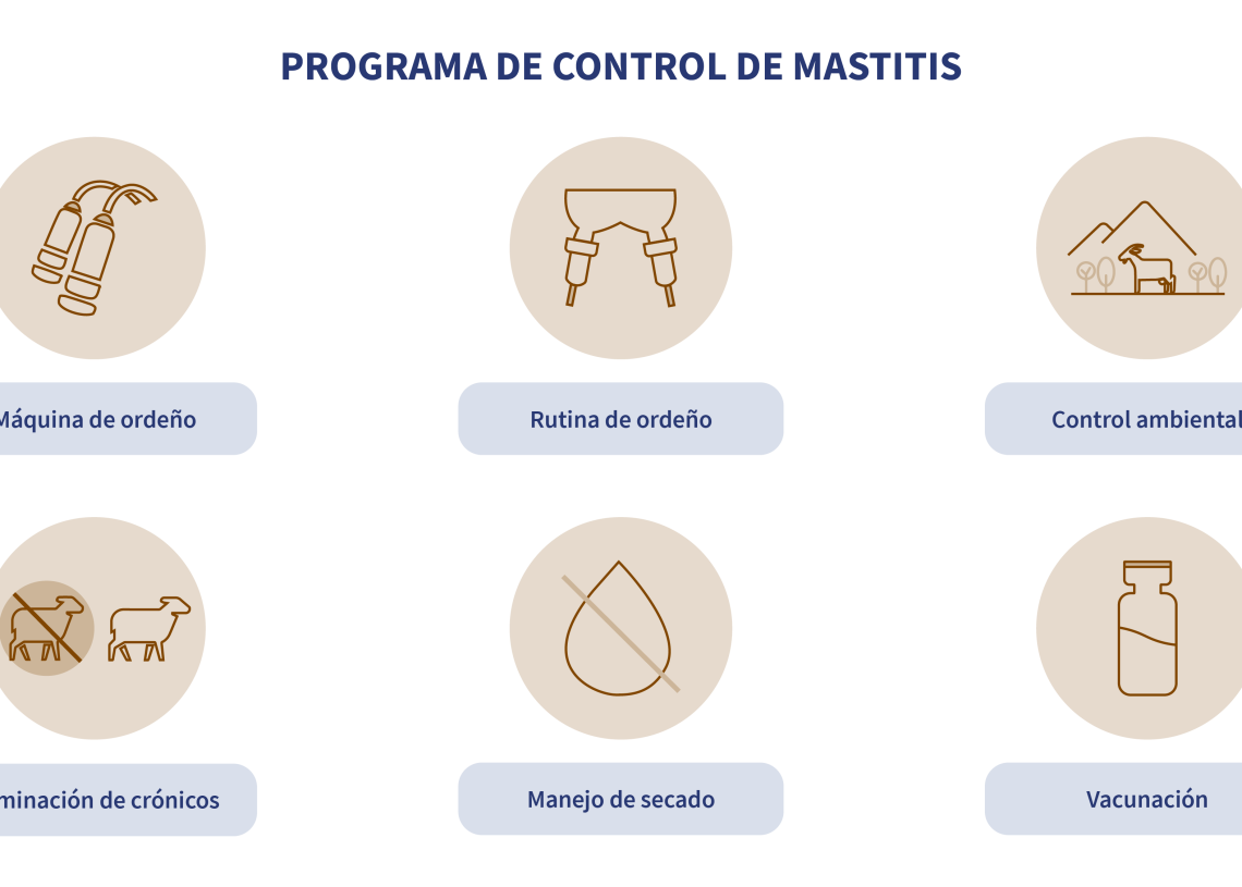Mastitis Treatment in Goats and Sheep | Small Ruminants