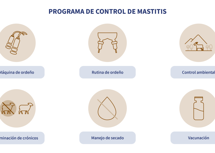 Mastitis Treatment in Goats and Sheep | Small Ruminants