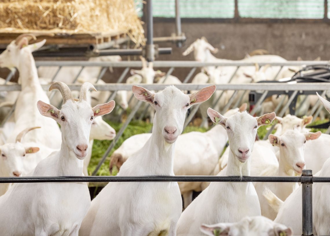 Mastitis Treatment in Goats and Sheep | Small Ruminants